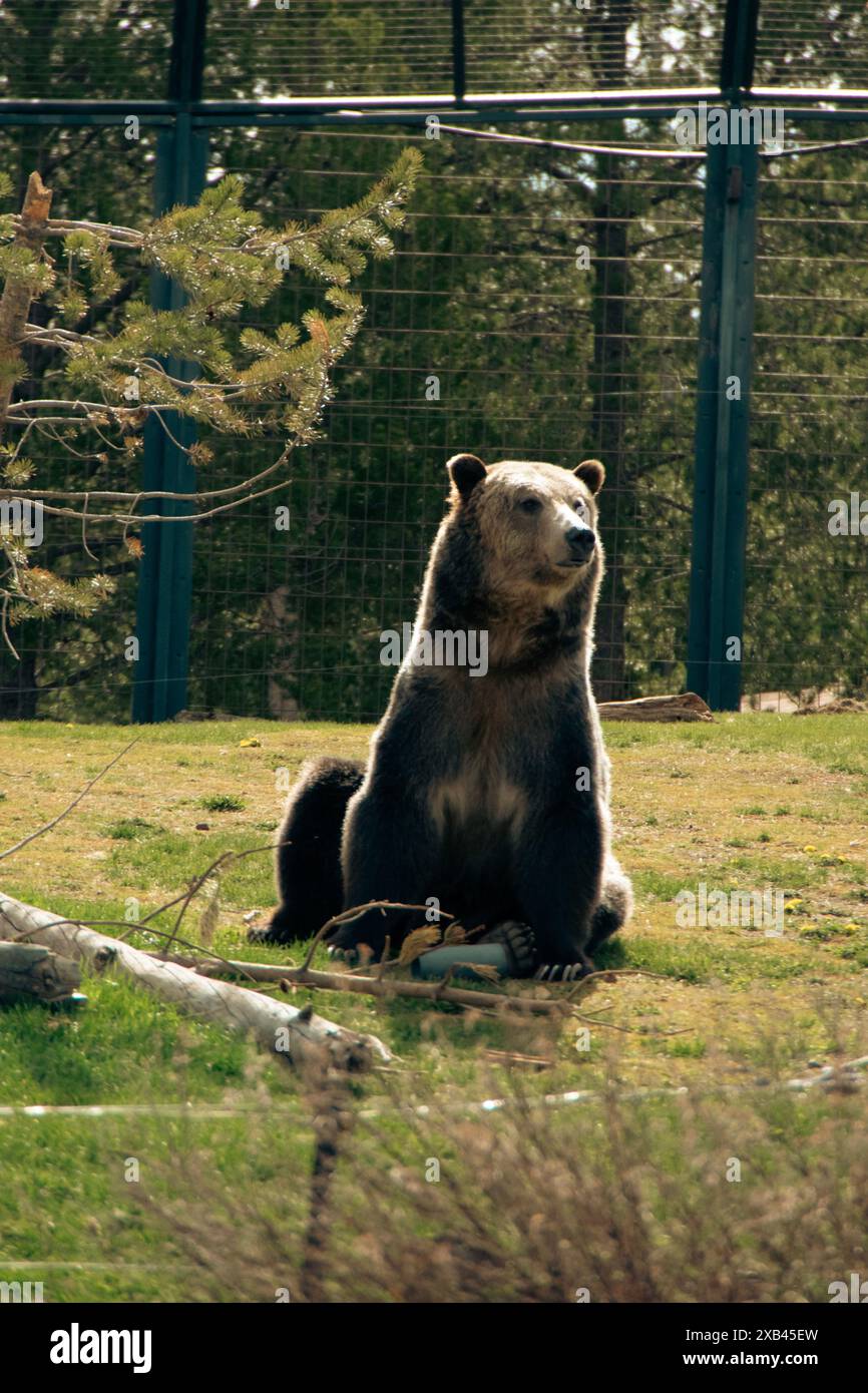 Animals in captivity at the Grizzly and wolf Discovery Center in West ...