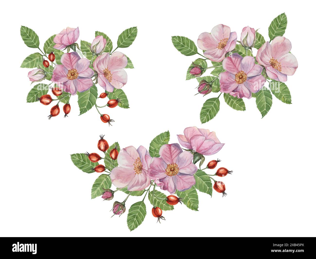 Pink rosehip flowers with buds, berries and leaves. Rosa canina flower ...