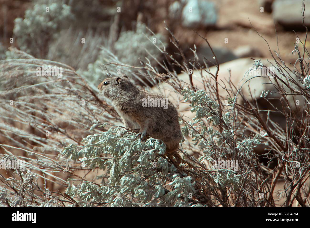 Animals in captivity at the Grizzly and wolf Discovery Center in West ...