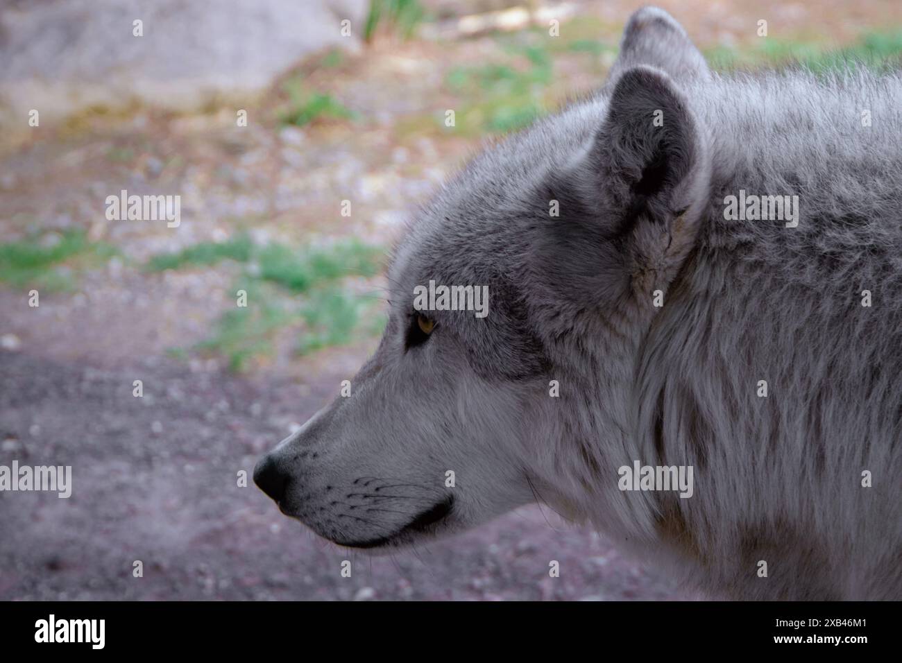 Grey Wolf in captivity, unable to survive in the wild, at the Grizzly ...