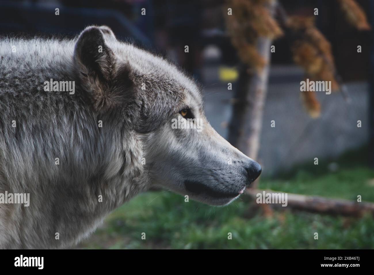 Grey Wolf in captivity, unable to survive in the wild, at the Grizzly ...