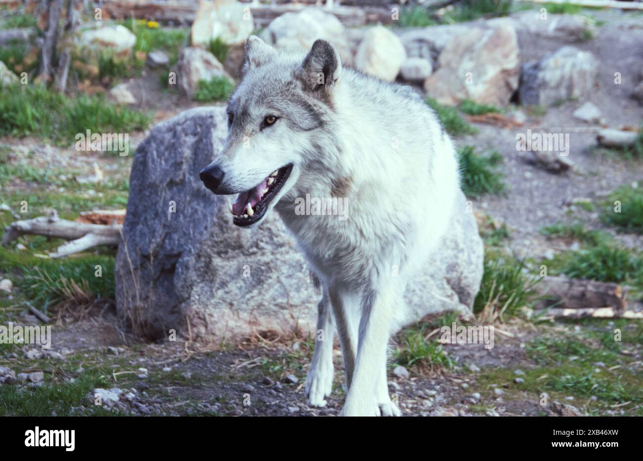 Grey Wolf in captivity, unable to survive in the wild, at the Grizzly ...