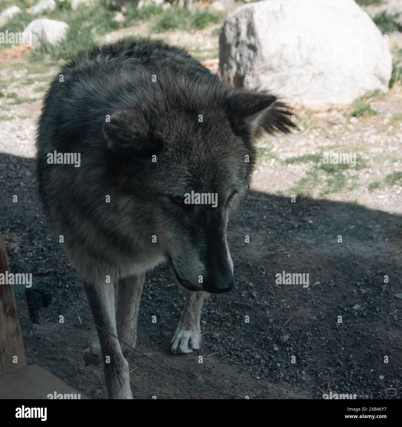 Grey Wolf in captivity, unable to survive in the wild, at the Grizzly ...