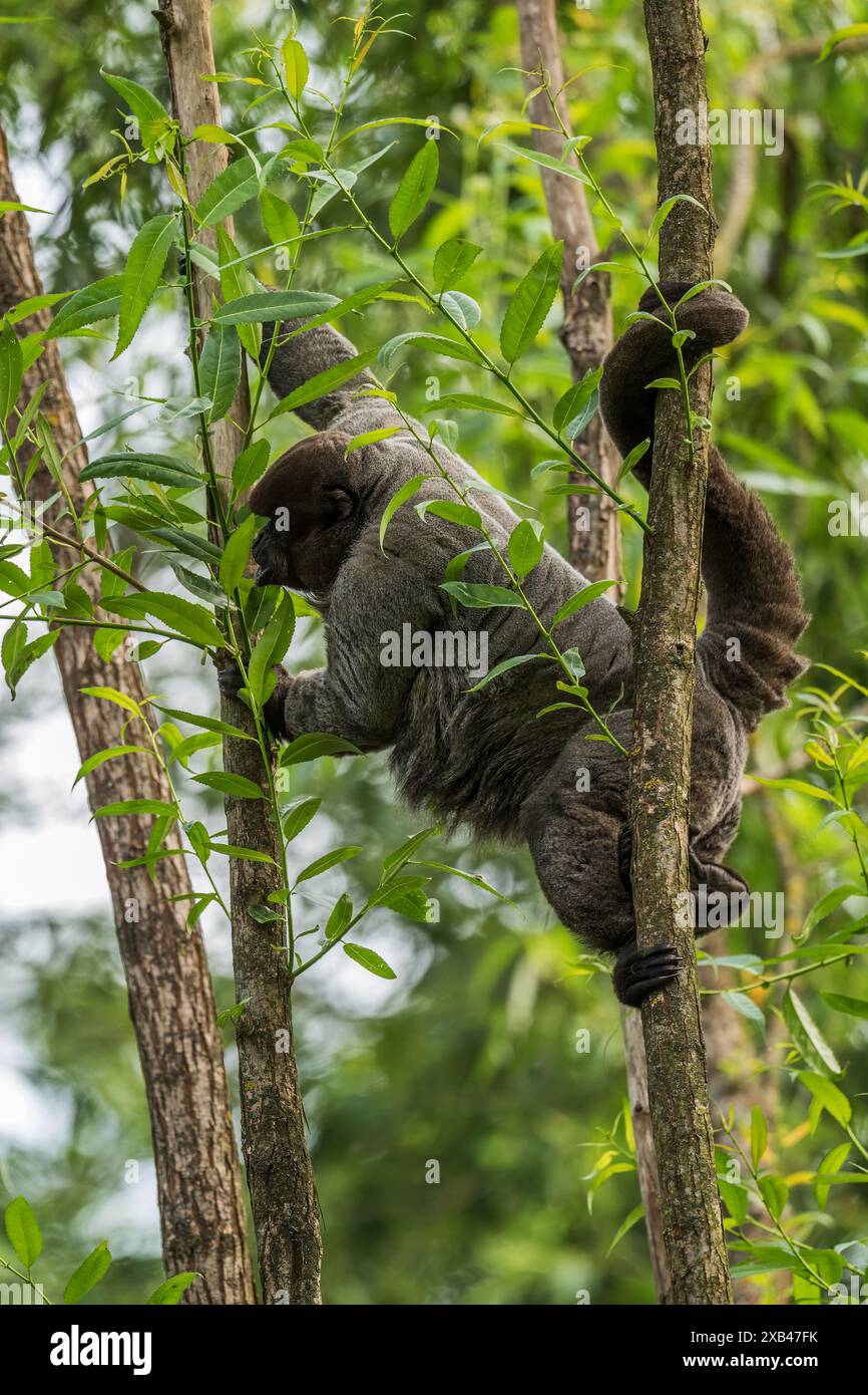 Common Woolly Monkey - Lagothrix lagothricha, unique gray monkey with ...