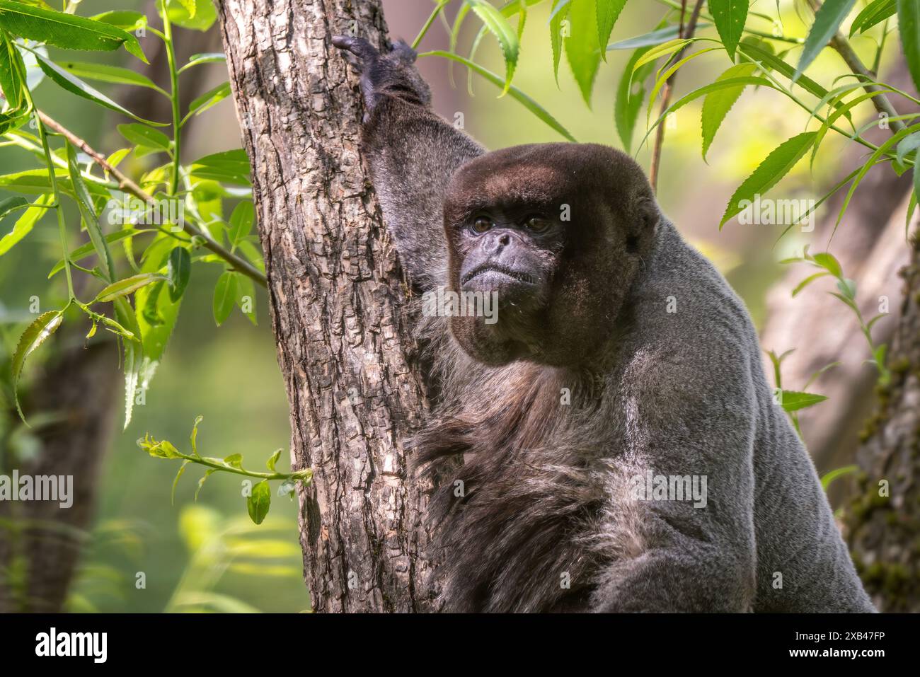 Common Woolly Monkey - Lagothrix lagothricha, unique gray monkey with ...