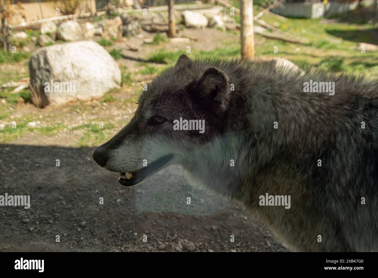Grey Wolf in captivity, unable to survive in the wild, at the Grizzly ...