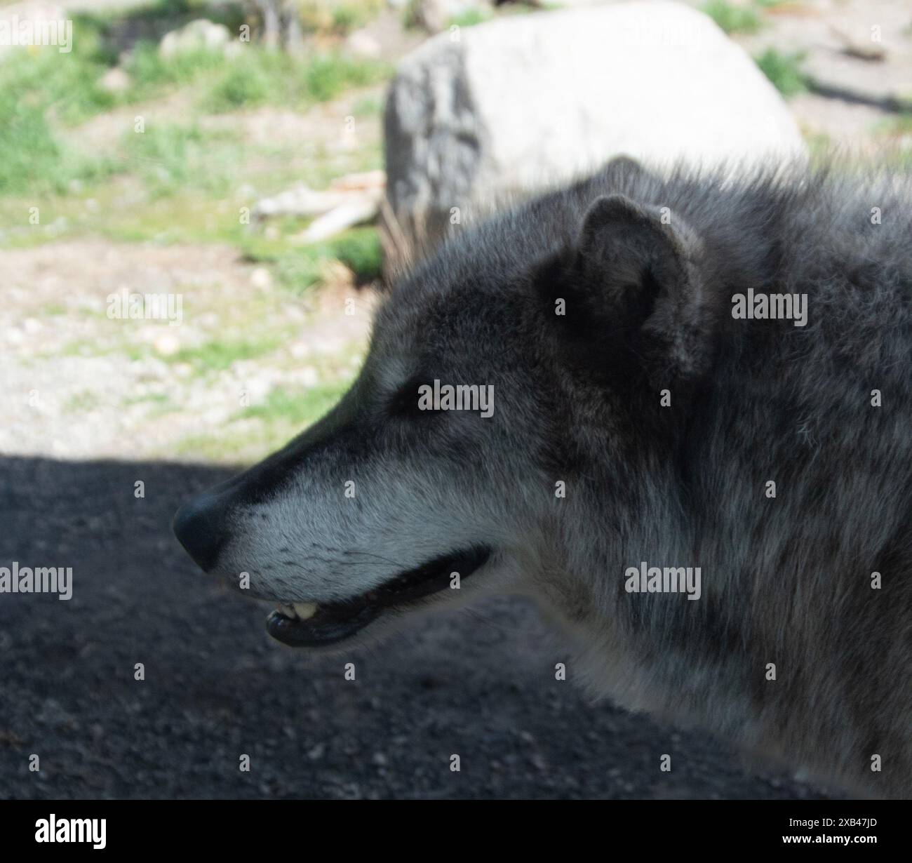 Grey Wolf in captivity, unable to survive in the wild, at the Grizzly ...