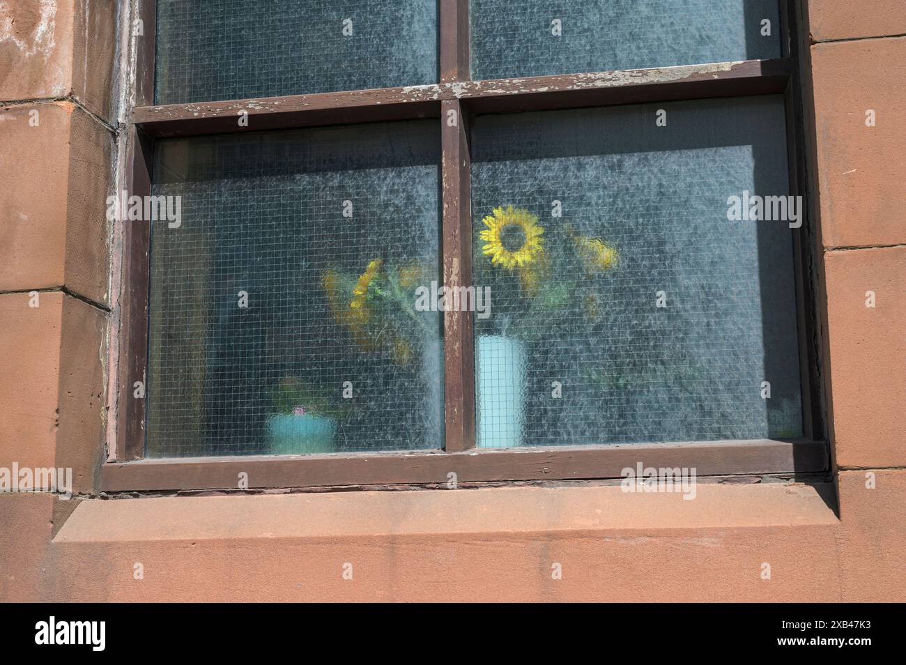 Sunflower searching for sunlight on a window sill Stock Photo - Alamy
