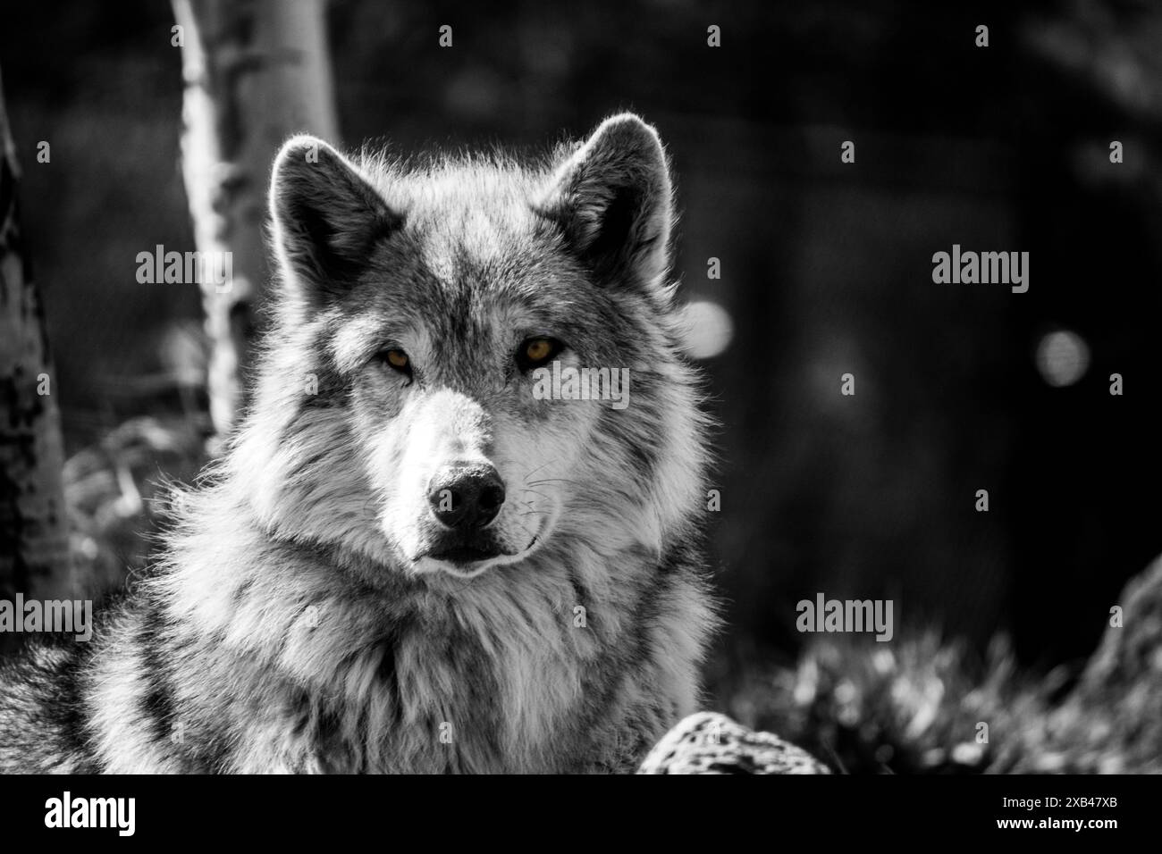 Grey Wolf in captivity, unable to survive in the wild, at the Grizzly ...