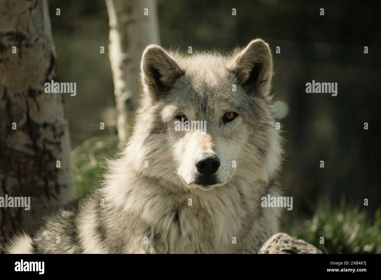 Grey Wolf in captivity, unable to survive in the wild, at the Grizzly ...