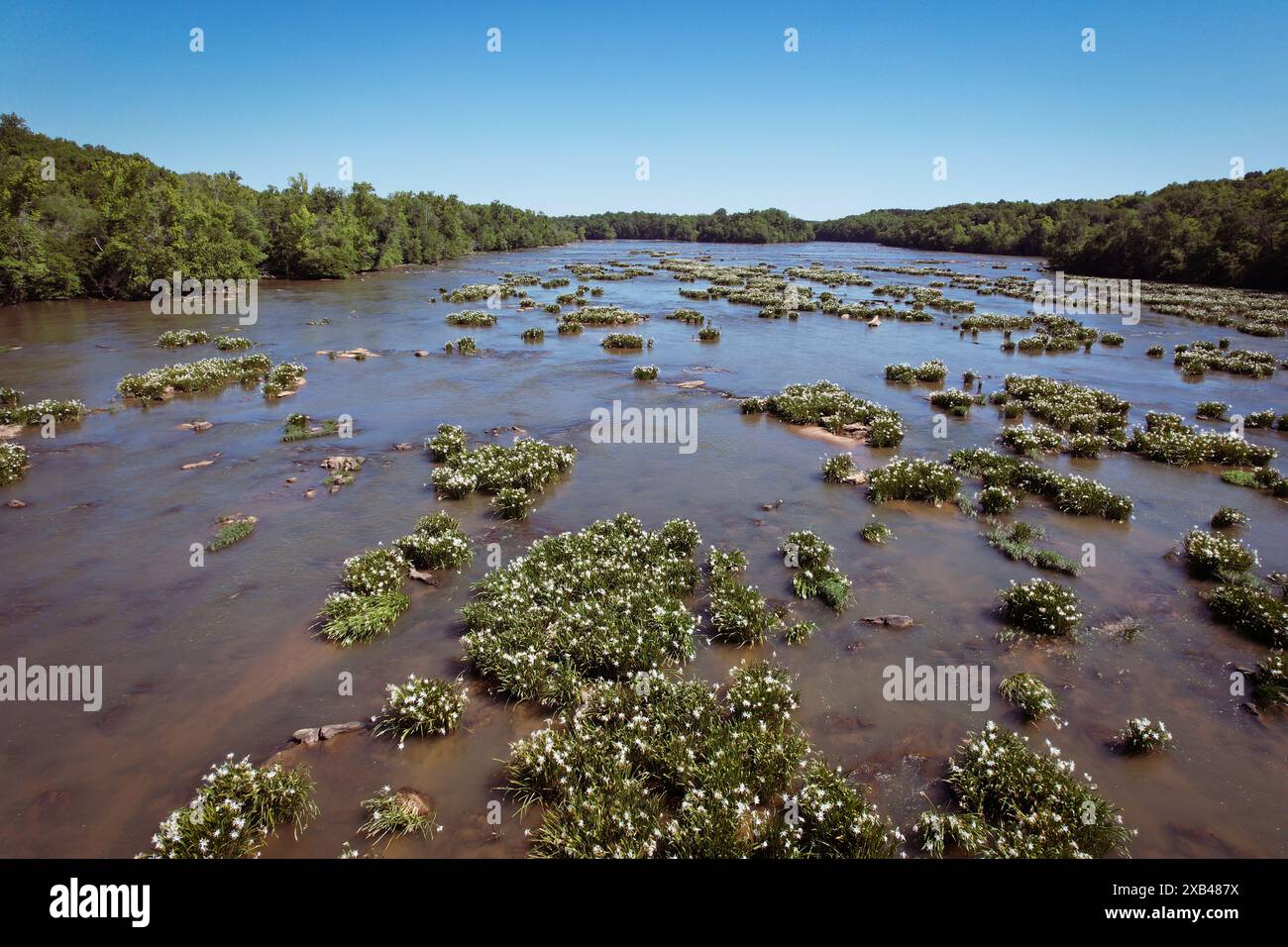 Spider lilies bloom on the Catawba River Stock Photo - Alamy