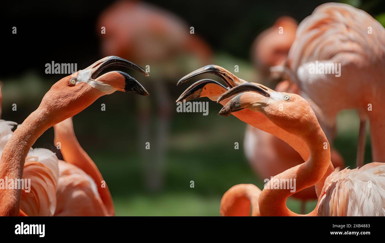 Intimidating birds hi-res stock photography and images - Alamy