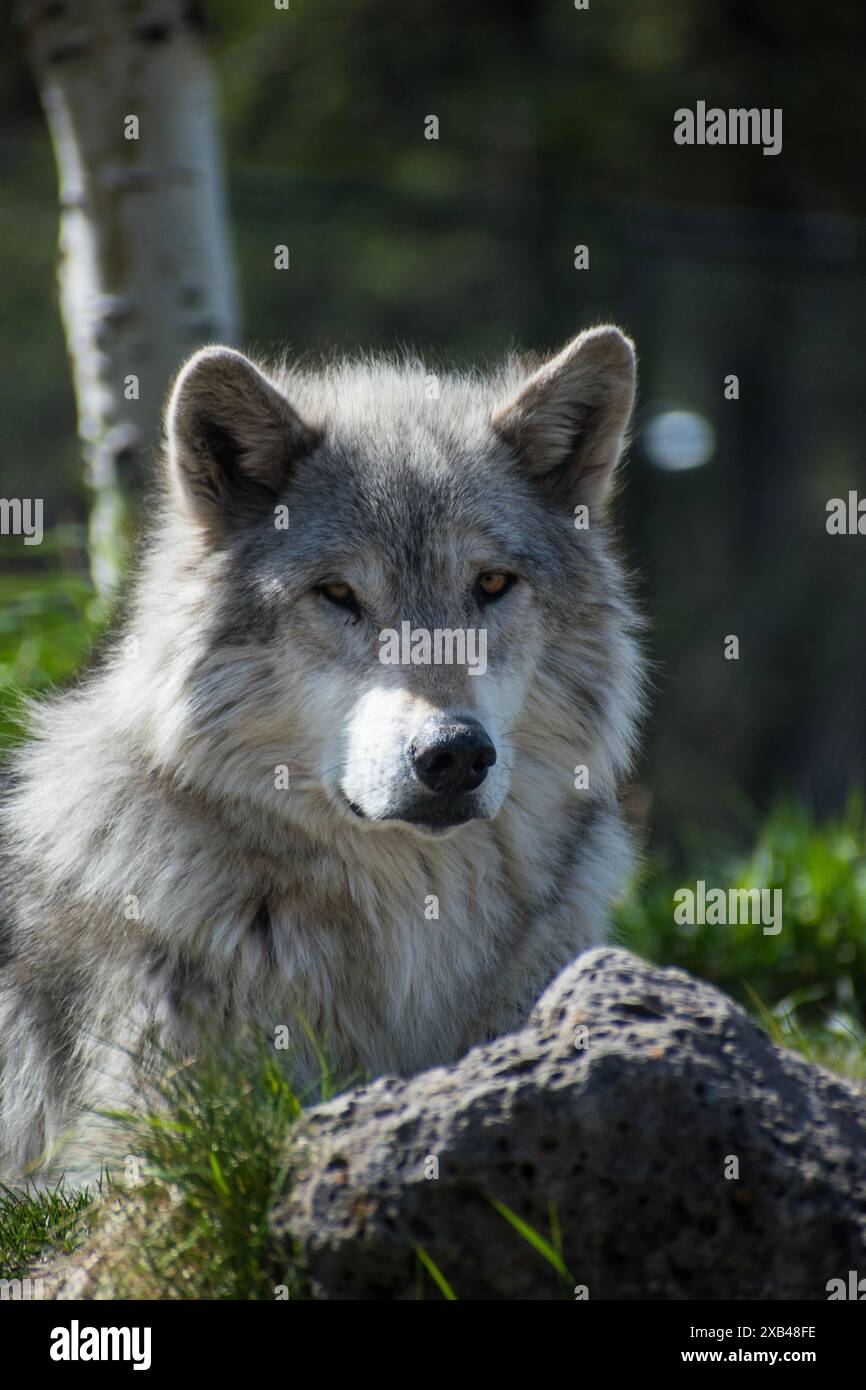 Grey Wolf in captivity, unable to survive in the wild, at the Grizzly ...