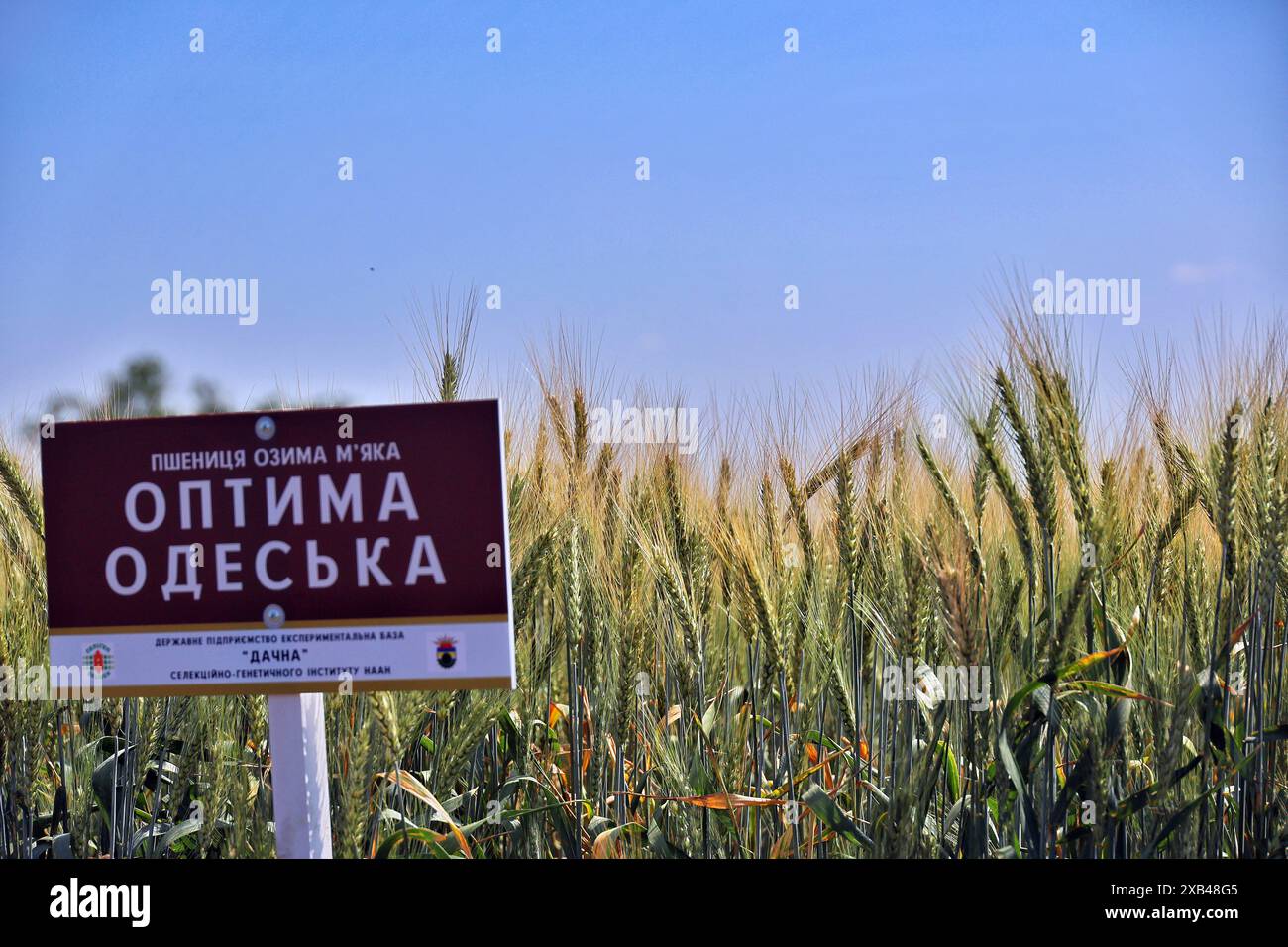 Non Exclusive: DACHNE, UKRAINE - JUNE 7, 2024 - The Optyma of Odesa ...