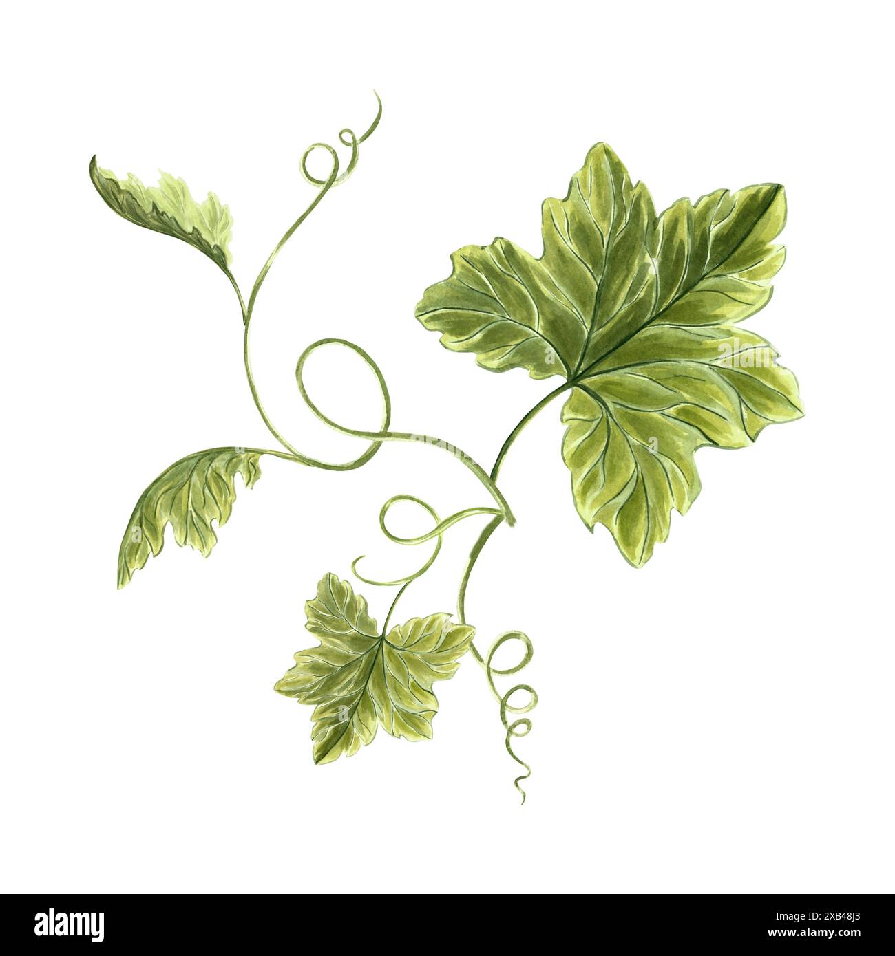 Leaves of pumpkins and tendrils plant. Hand drawn watercolor botanical ...