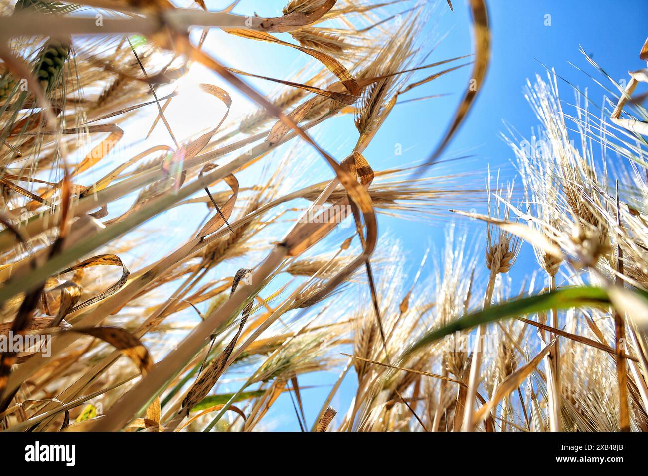 Non Exclusive: DACHNE, UKRAINE - JUNE 7, 2024 - The varieties of wheat ...