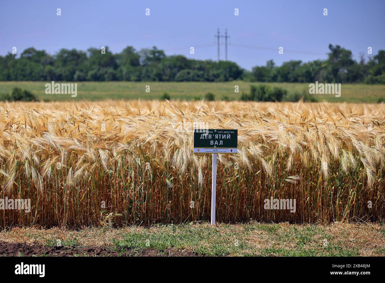 Non Exclusive: DACHNE, UKRAINE - JUNE 7, 2024 - The varieties of wheat ...