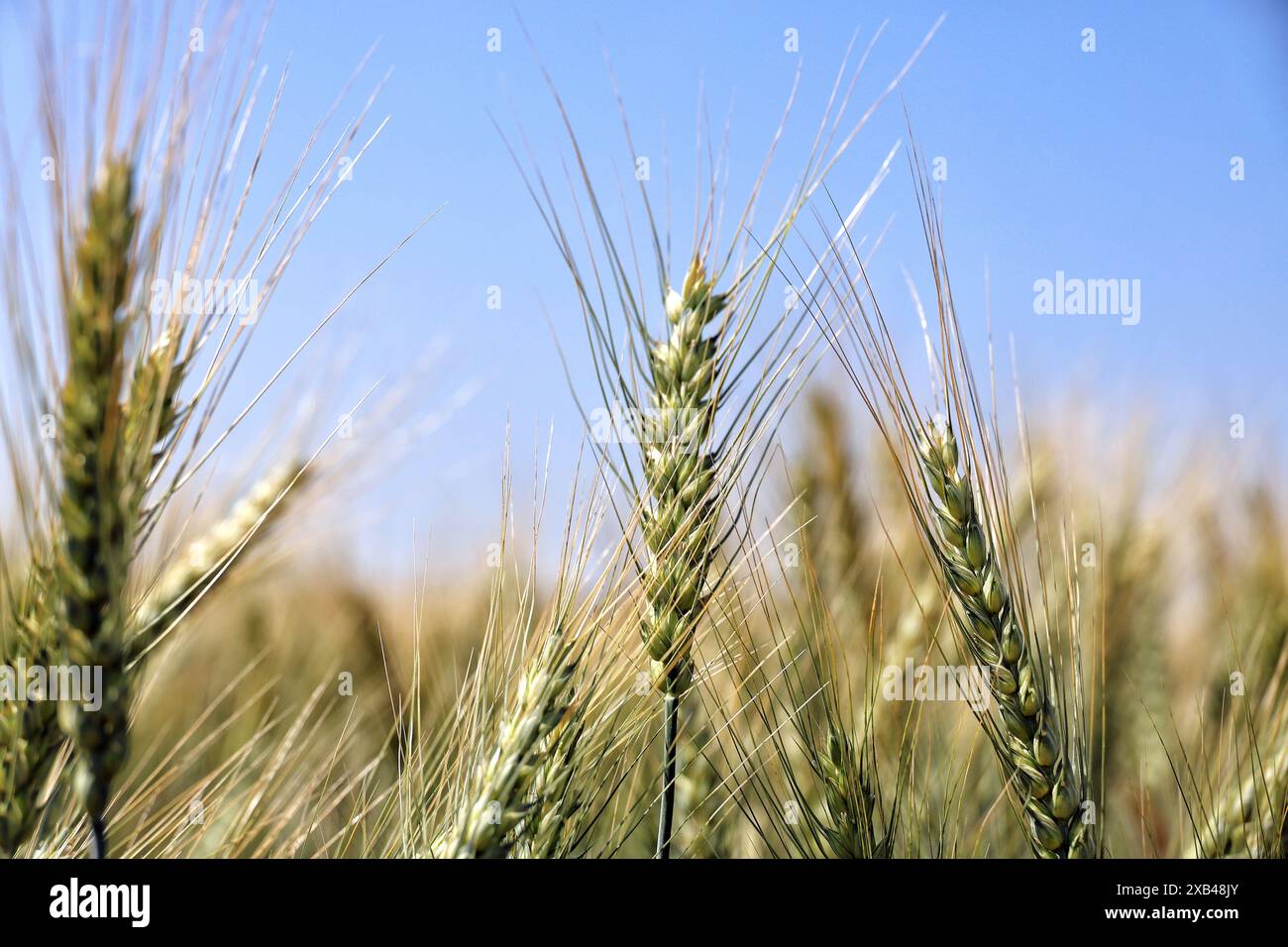 Non Exclusive: DACHNE, UKRAINE - JUNE 7, 2024 - The varieties of wheat ...