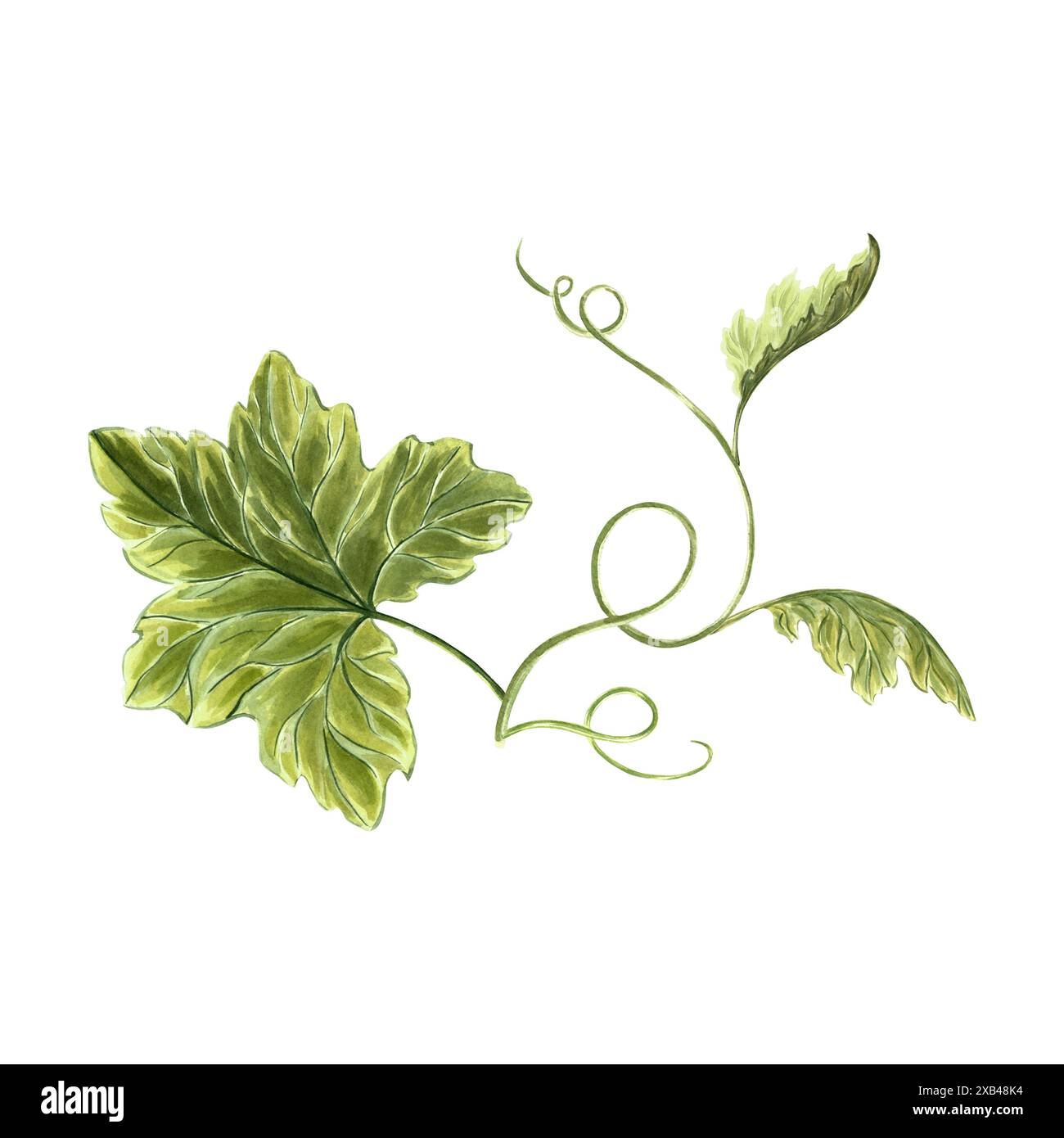 Leaves of pumpkins and tendrils plant. Hand drawn watercolor botanical ...