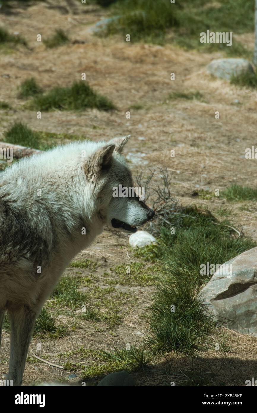 Grey Wolf in captivity, unable to survive in the wild, at the Grizzly ...