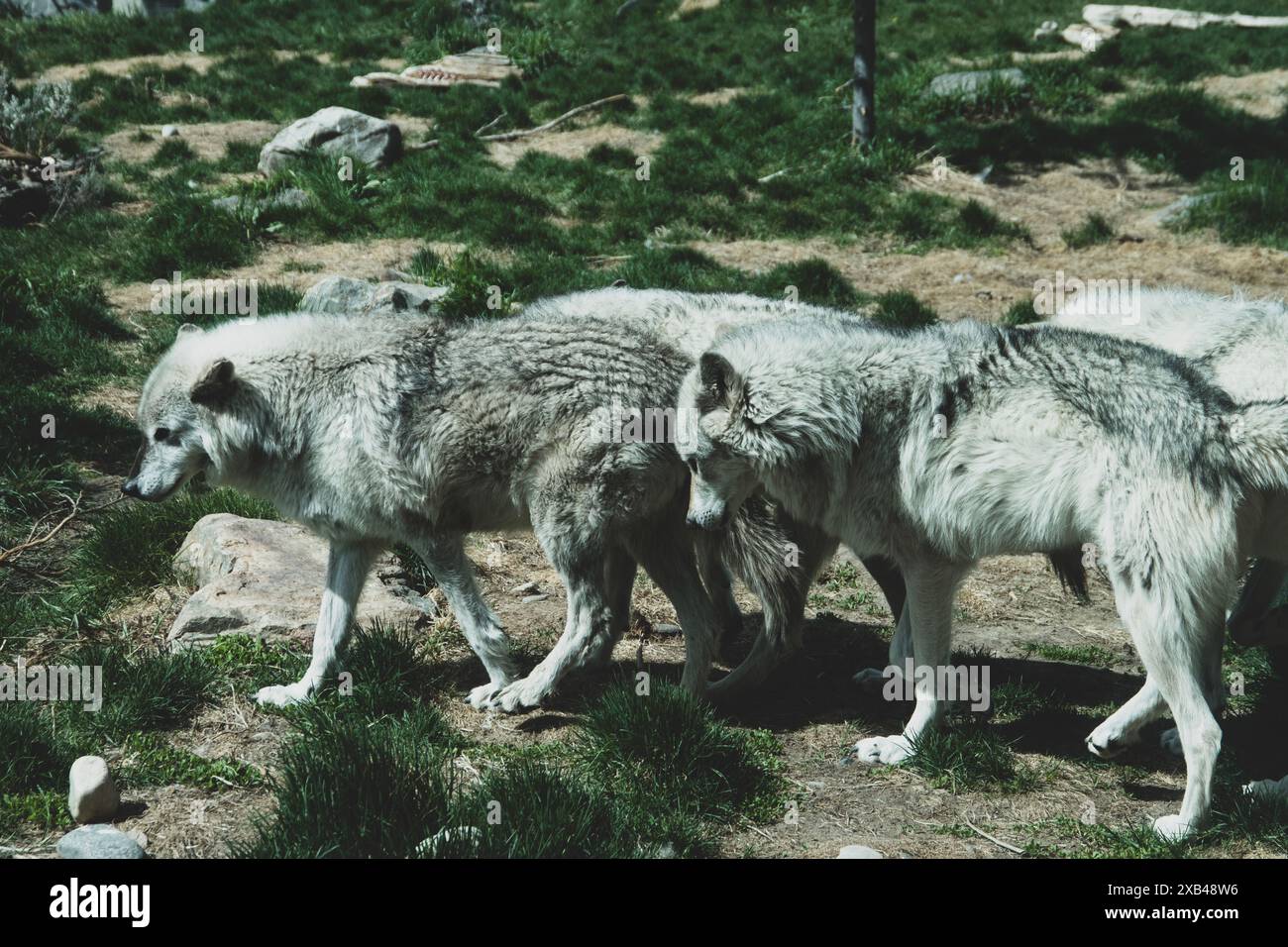 Grey Wolf in captivity, unable to survive in the wild, at the Grizzly ...