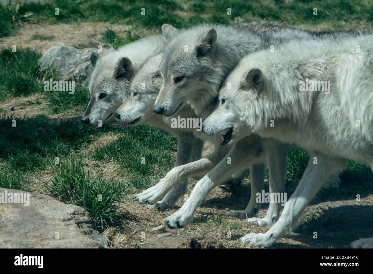 Grey Wolf in captivity, unable to survive in the wild, at the Grizzly ...