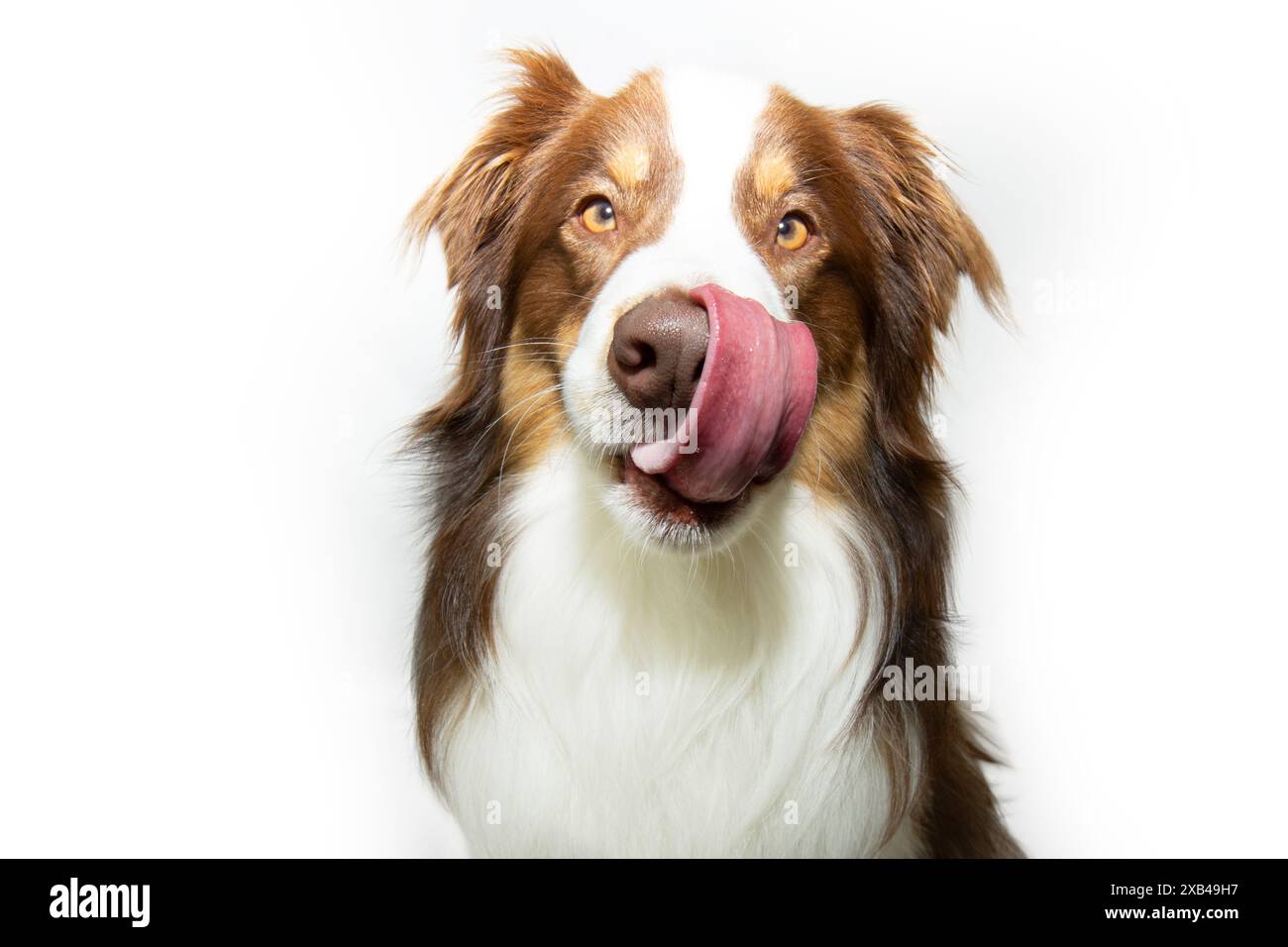 Hungry Australian shepherd puppy dog licking its lips with tongue ...