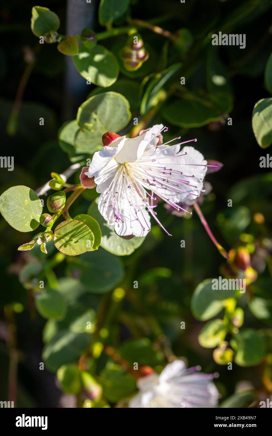 A caper plant with flower and buds is growing on an old brick wall ...