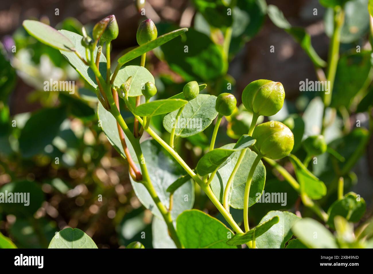 The buds of a caper plant growing on an old brick wall under the ...