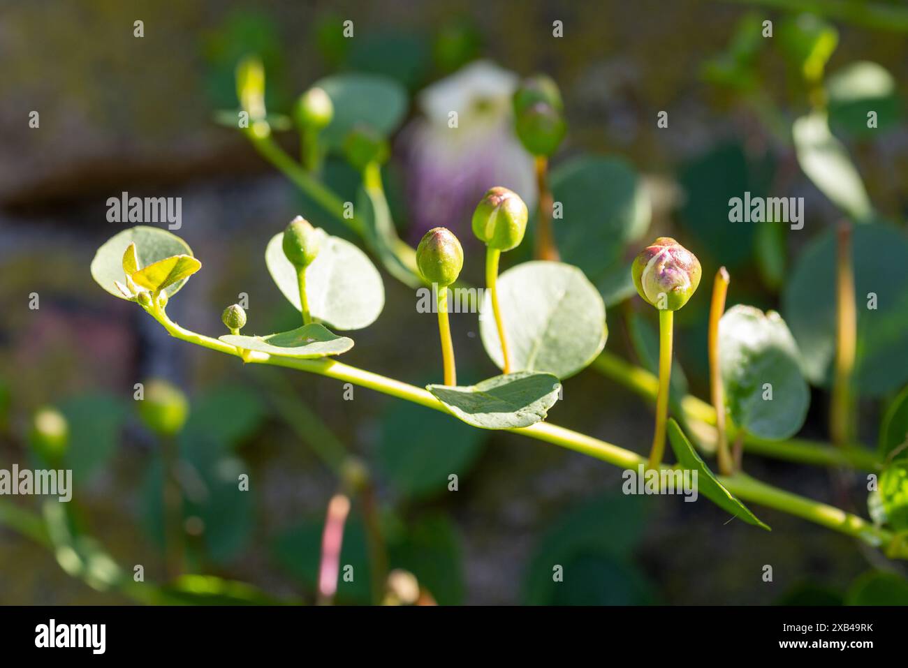 The buds of a caper plant growing on an old brick wall under the ...