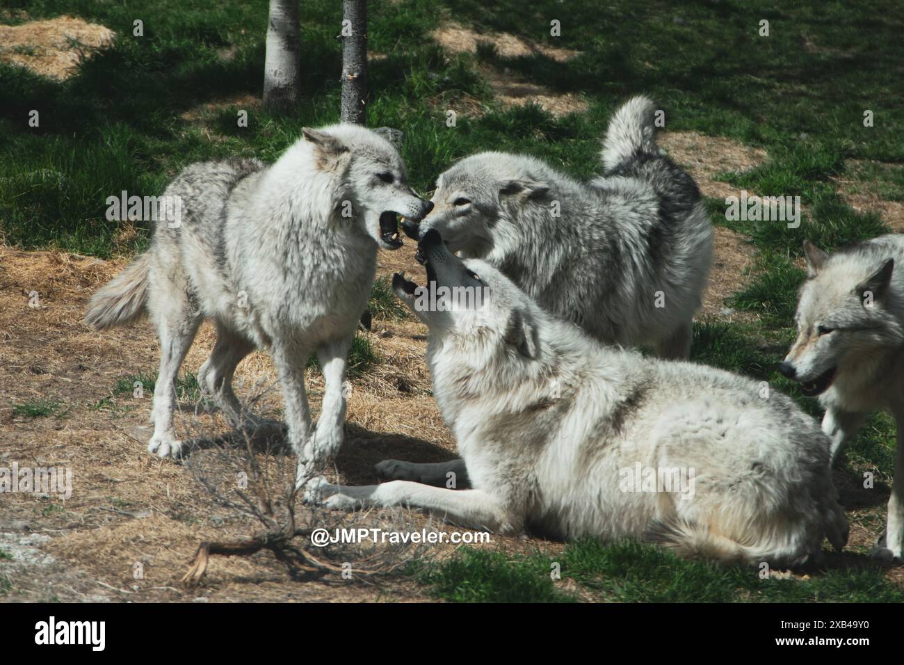 Grey Wolf in captivity, unable to survive in the wild, at the Grizzly ...