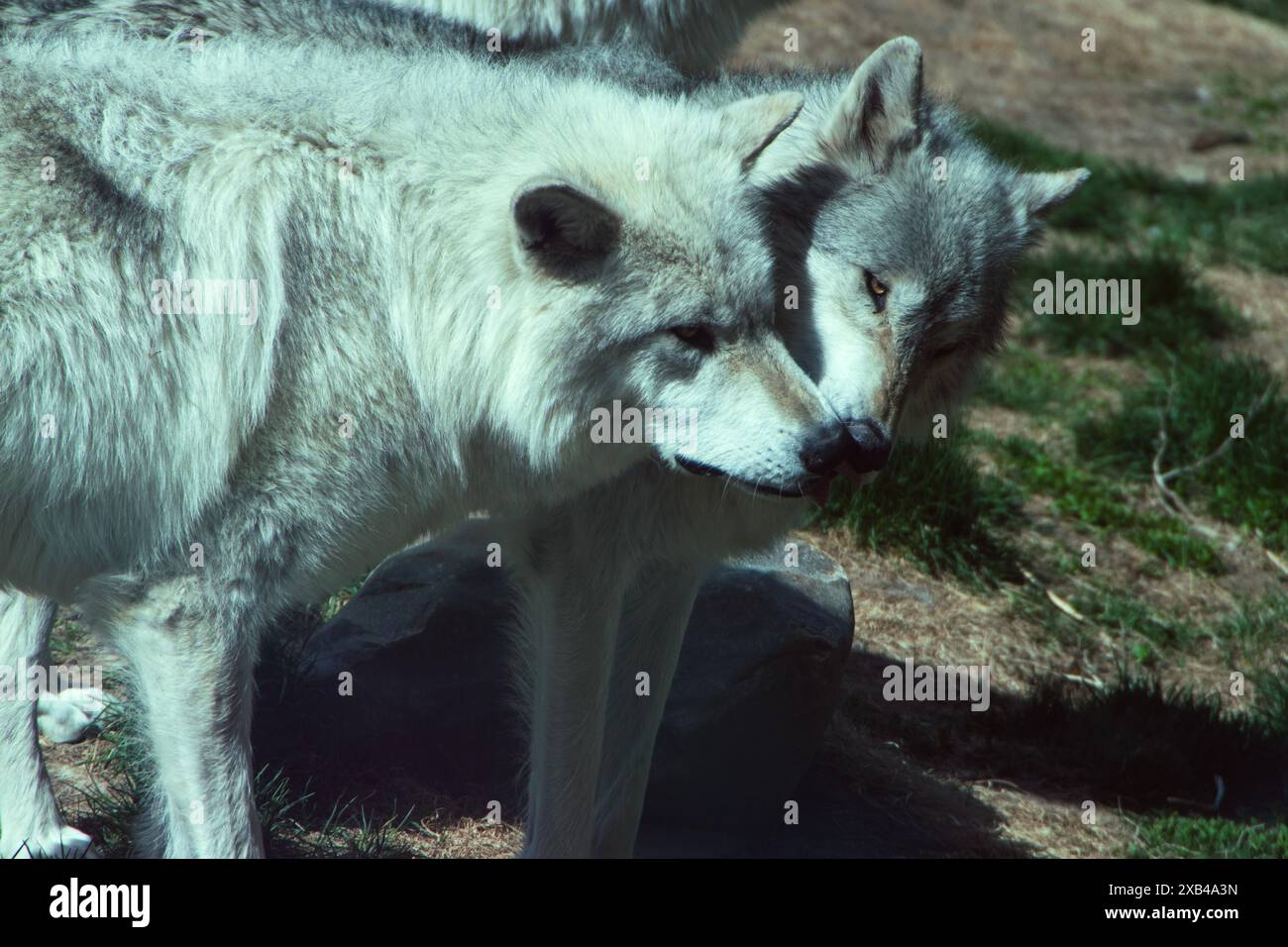 Grey Wolf in captivity, unable to survive in the wild, at the Grizzly ...