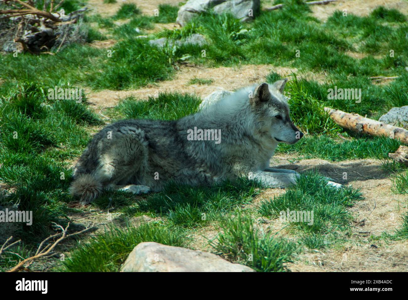 Grey Wolf in captivity, unable to survive in the wild, at the Grizzly ...