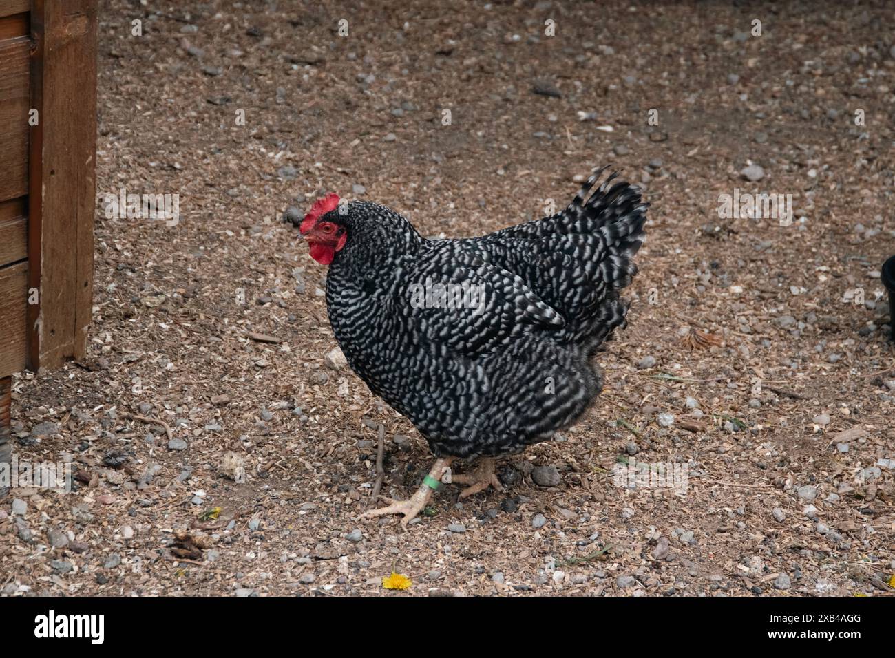 A black and white chicken on the prowl for food Stock Photo - Alamy
