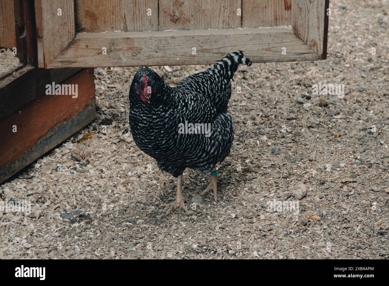 A black and white chicken on the prowl for food Stock Photo - Alamy
