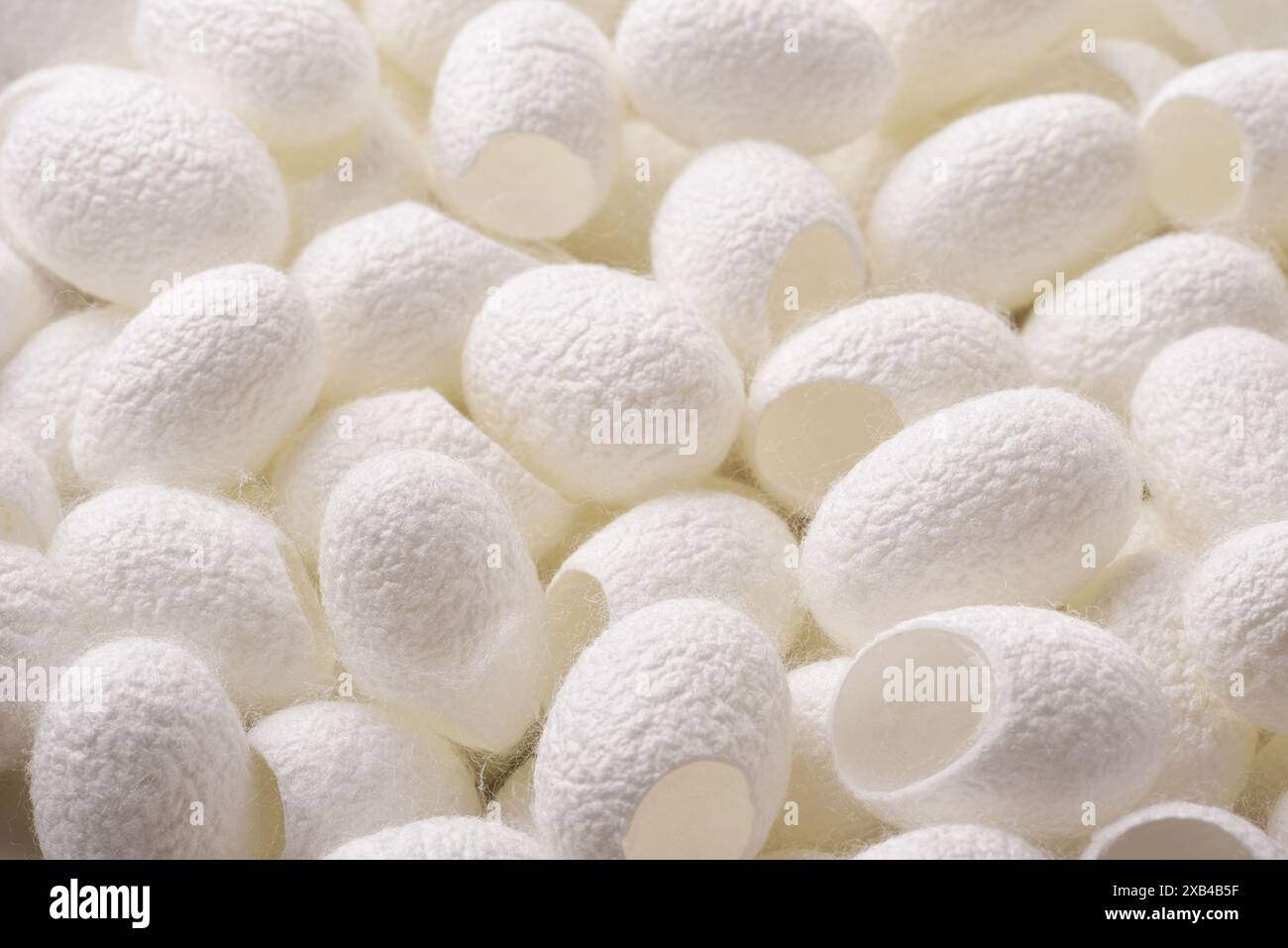 Empty cocoons hi-res stock photography and images - Alamy
