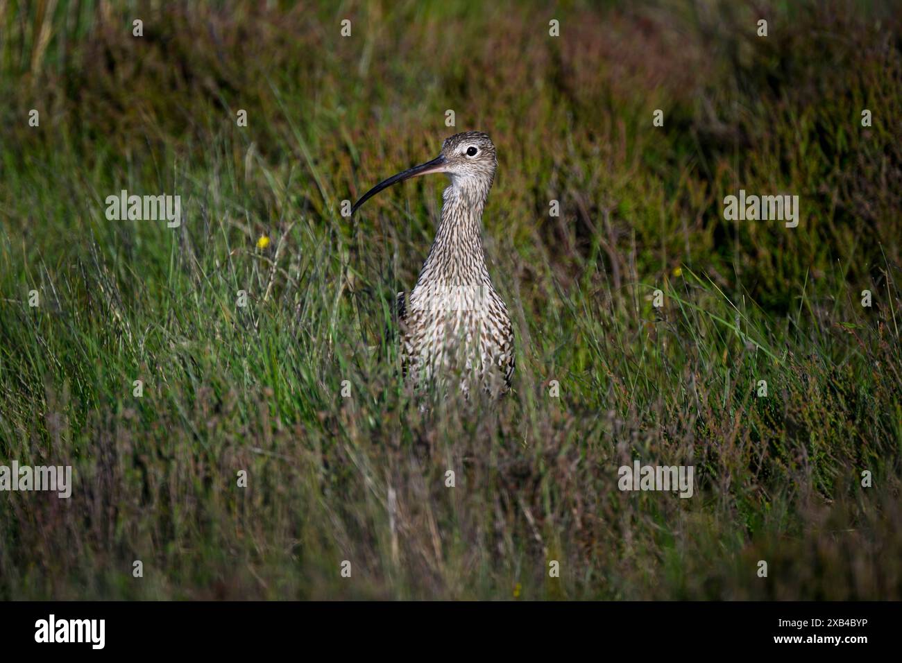 Eurasian curlew, sunlit front view (tall wader, long curving beak & eye ...