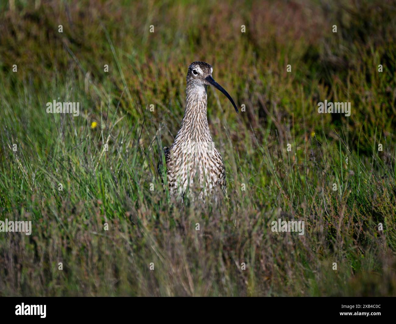 Eurasian curlew standing alone (tall wader, long curving beak, natural ...