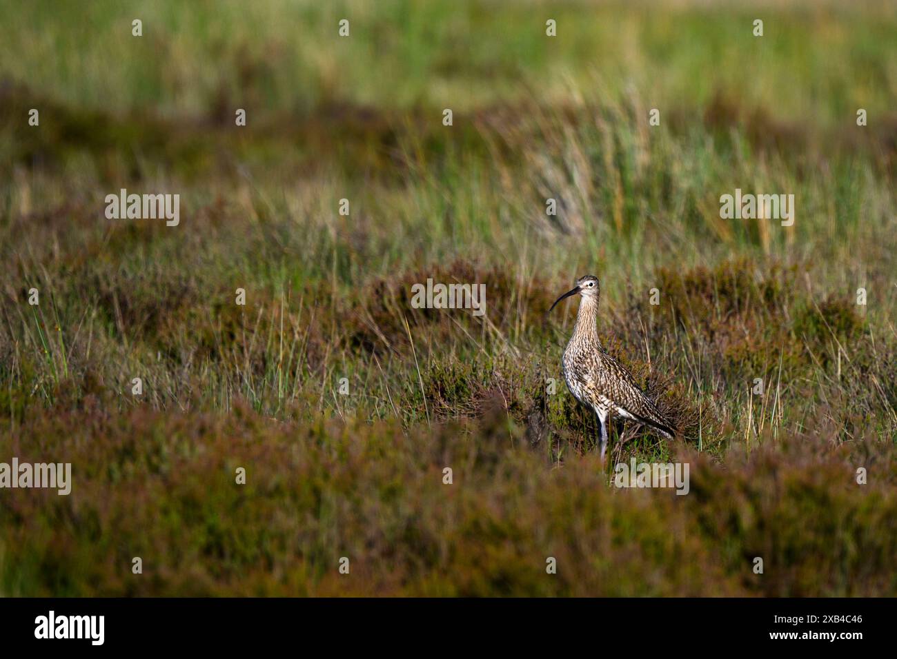 Eurasian curlew standing (tall wader, long curving beak & legs ...