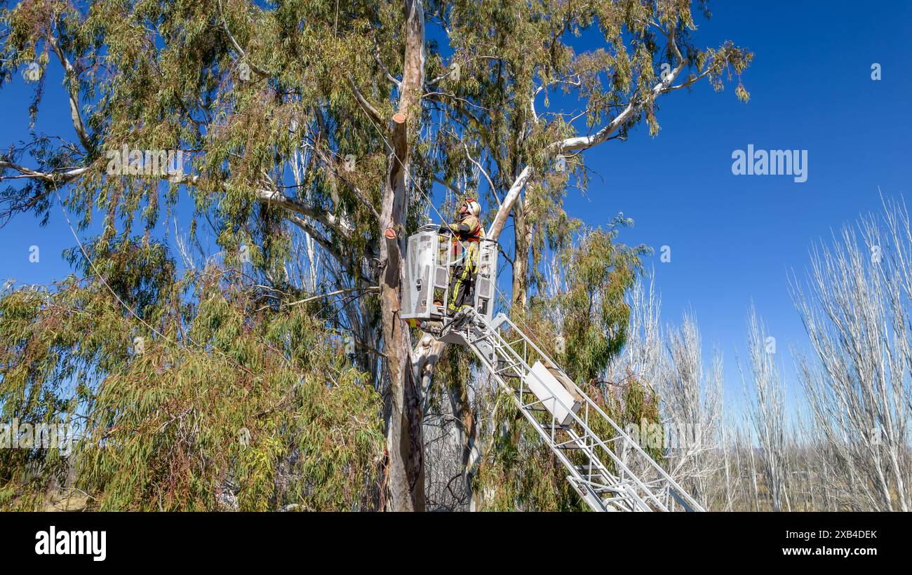 Firefighter rescue tree on top of ladder Stock Photo - Alamy