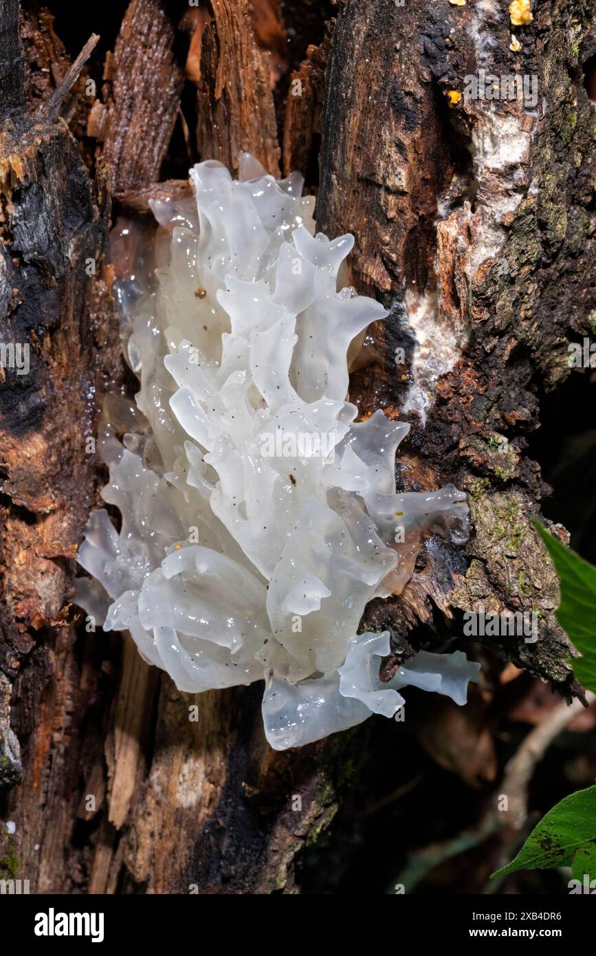 Silver tree ear fungus hi-res stock photography and images - Alamy