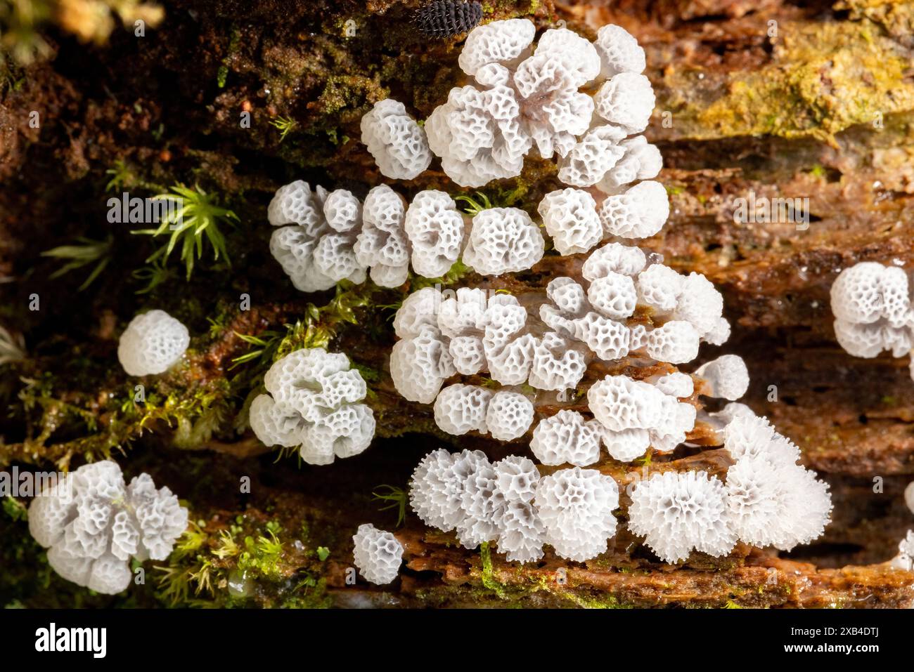 Close-up of white coral slime mold (Ceratiomyxa fructiculosa) - Pisgah ...