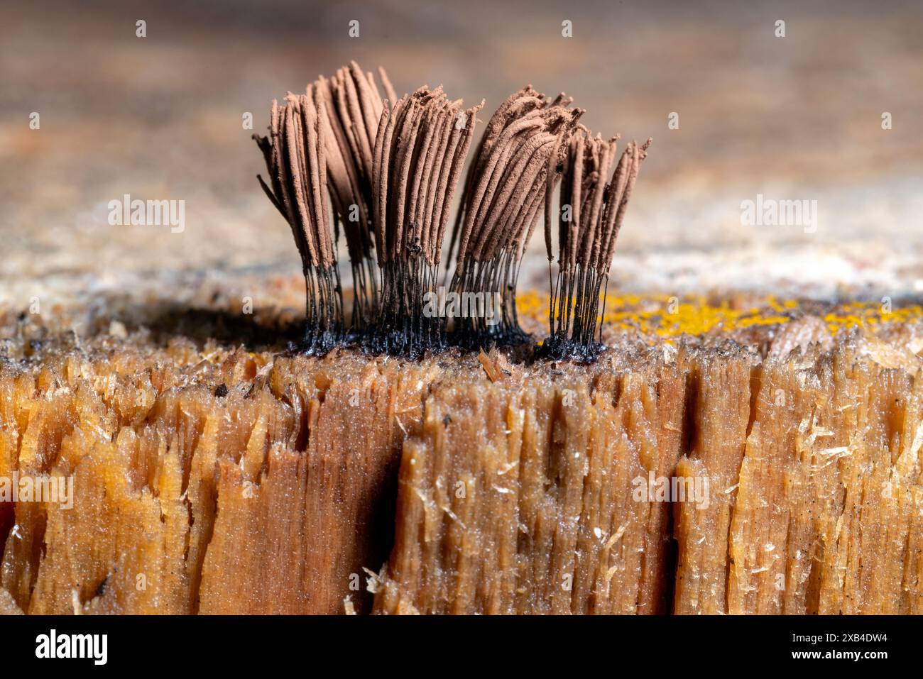 Chocolate tube slime mold (Stemonitis sp.) - Pisgah National Forest ...