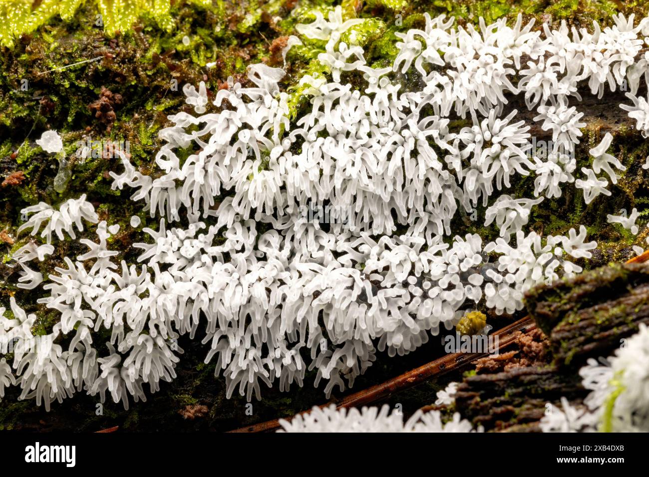 Close-up of white coral slime mold (Ceratiomyxa fructiculosa) - Pisgah ...