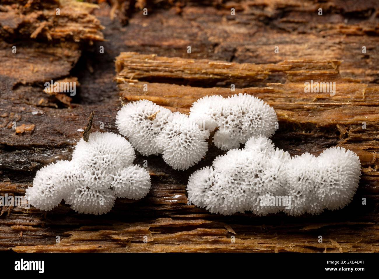Close-up of white coral slime mold (Ceratiomyxa fructiculosa) - Pisgah ...