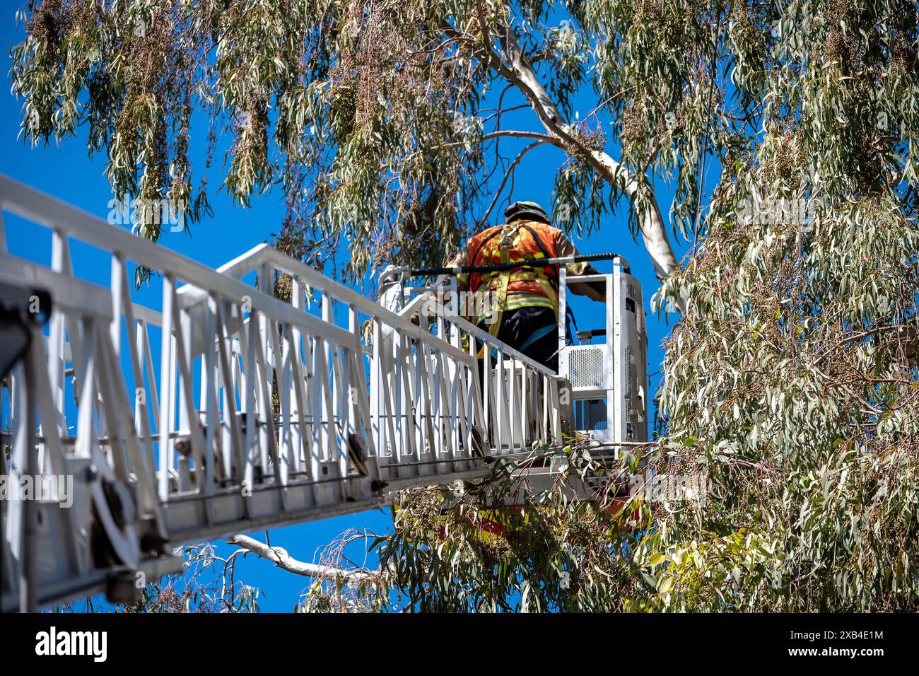 Firefighter doing tree rescue on top of ladder truck outdoors Stock ...