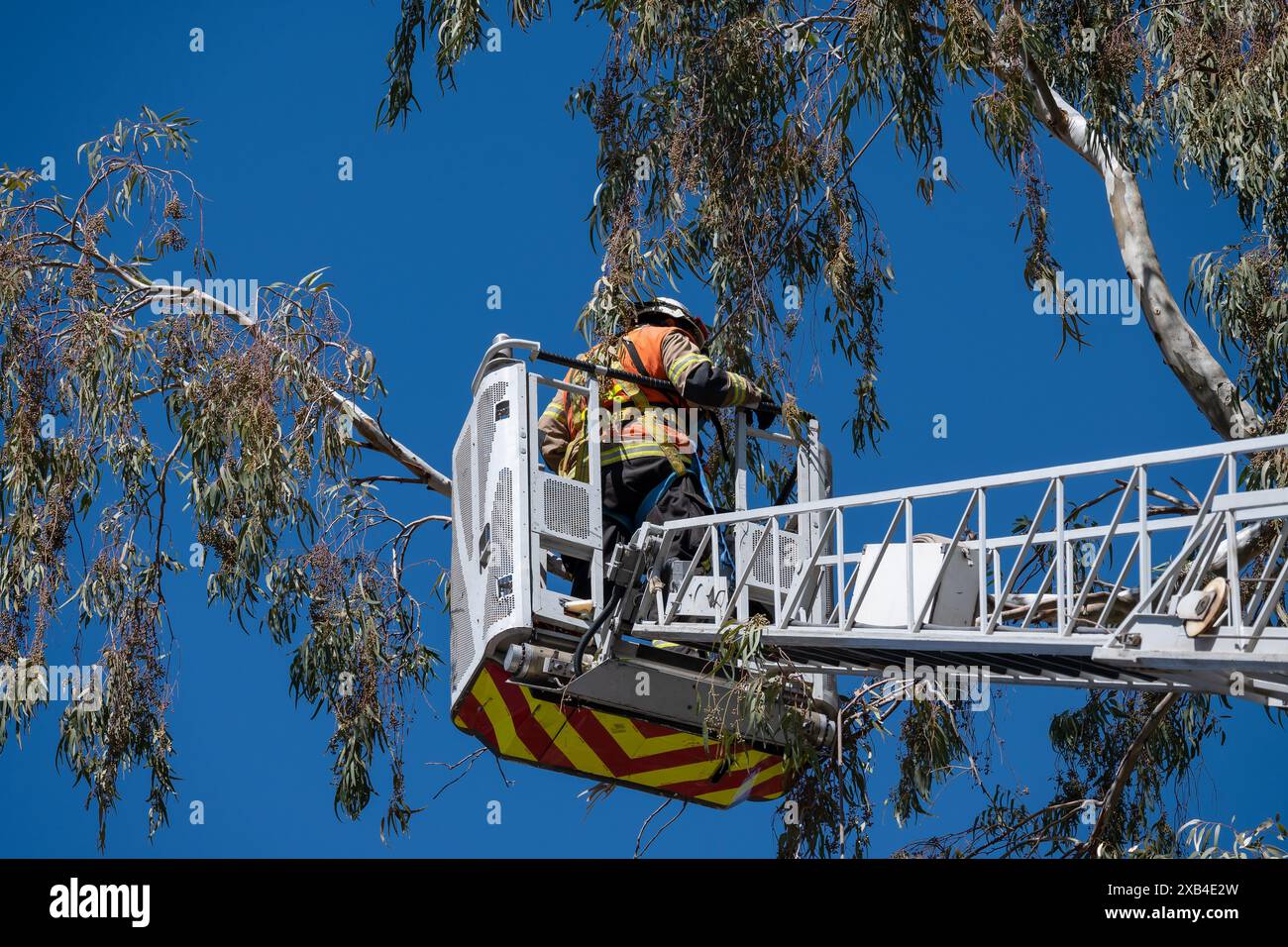 Firefighter doing tree rescue on top of ladder truck outdoors Stock ...