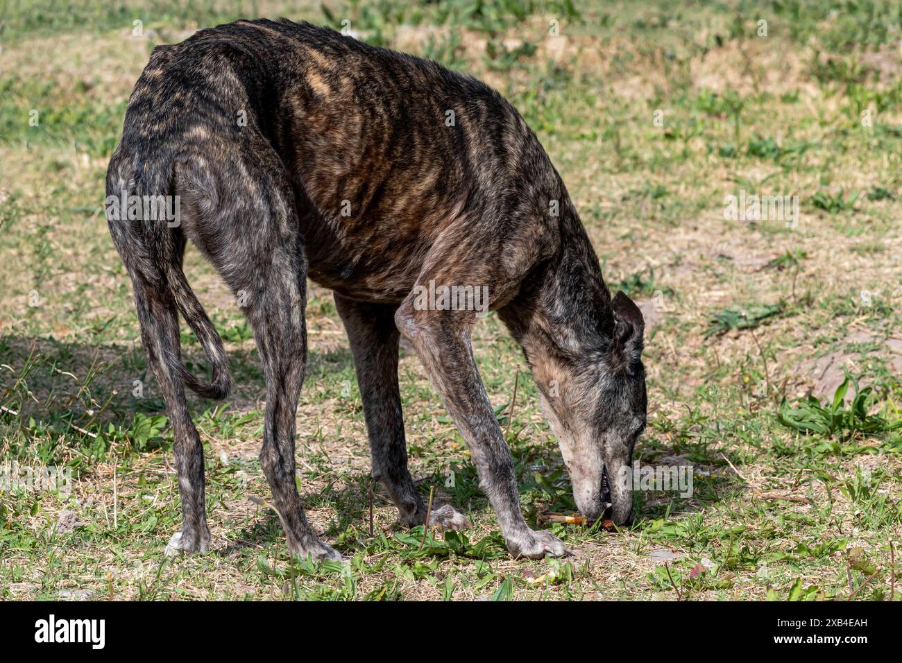 Poor thin stray dog hi-res stock photography and images - Alamy
