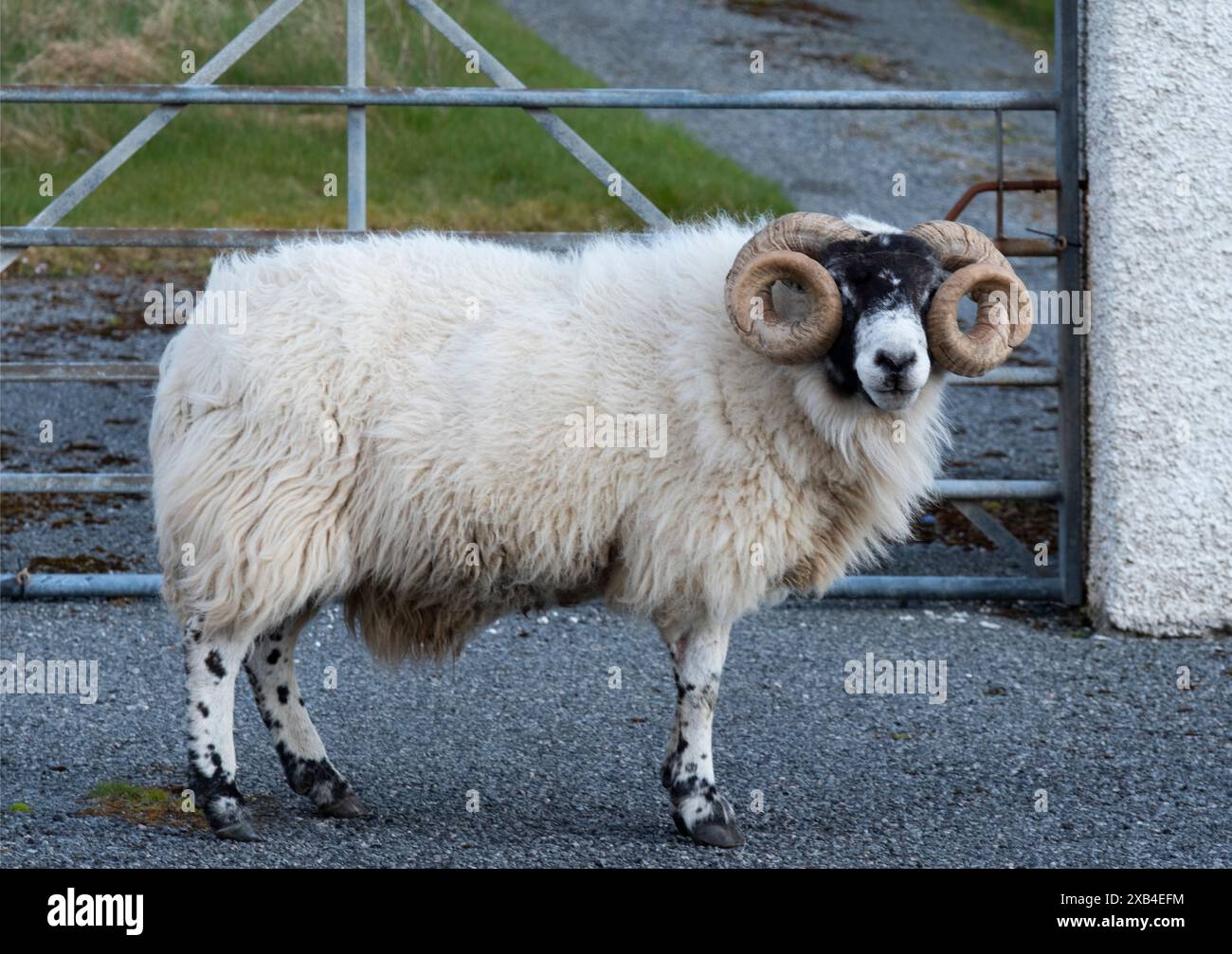 A sheep with curled horns on the Isle of Harris Stock Photo - Alamy