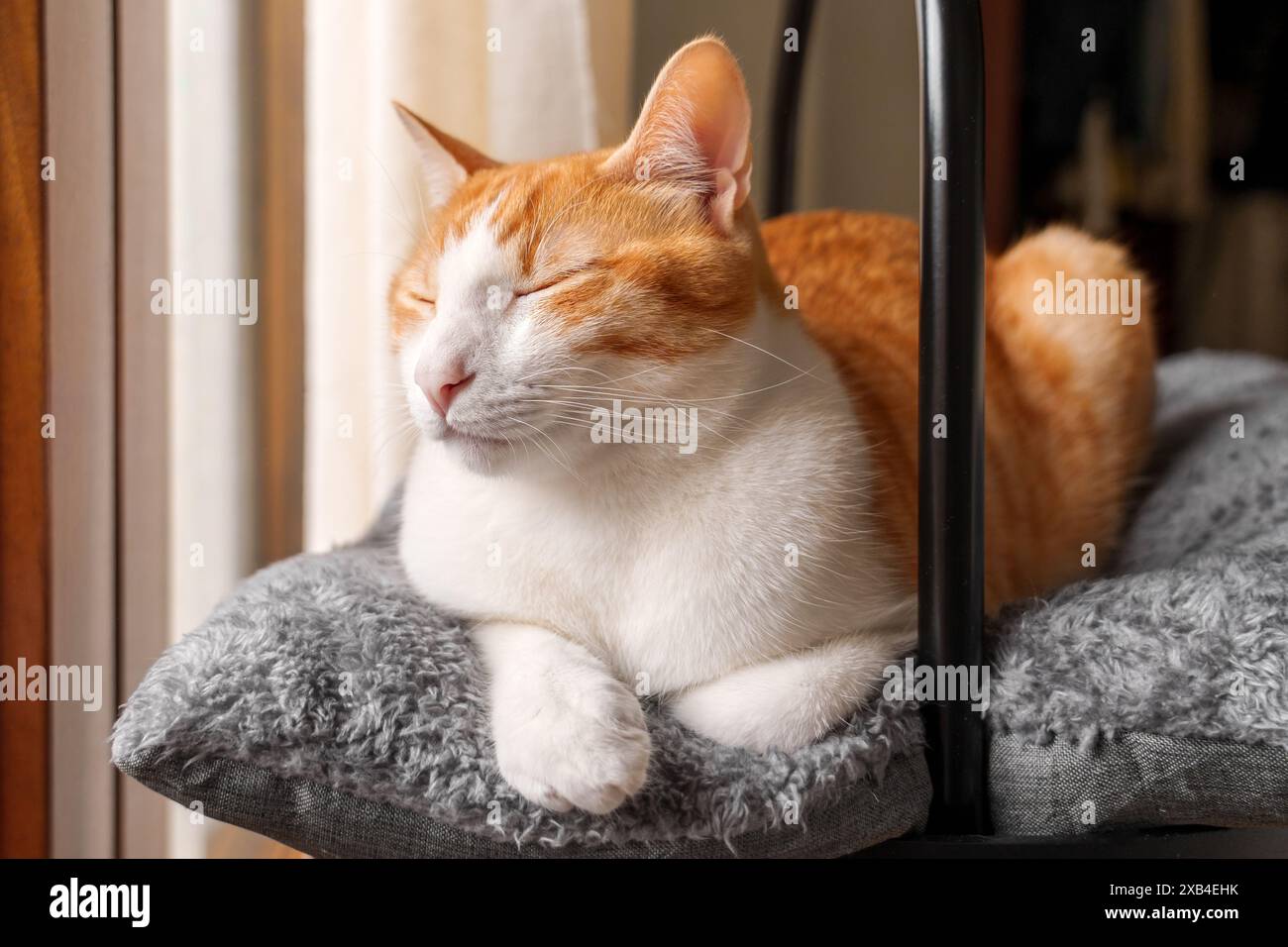 Ginger kitten sleeping in bed hi-res stock photography and images - Alamy